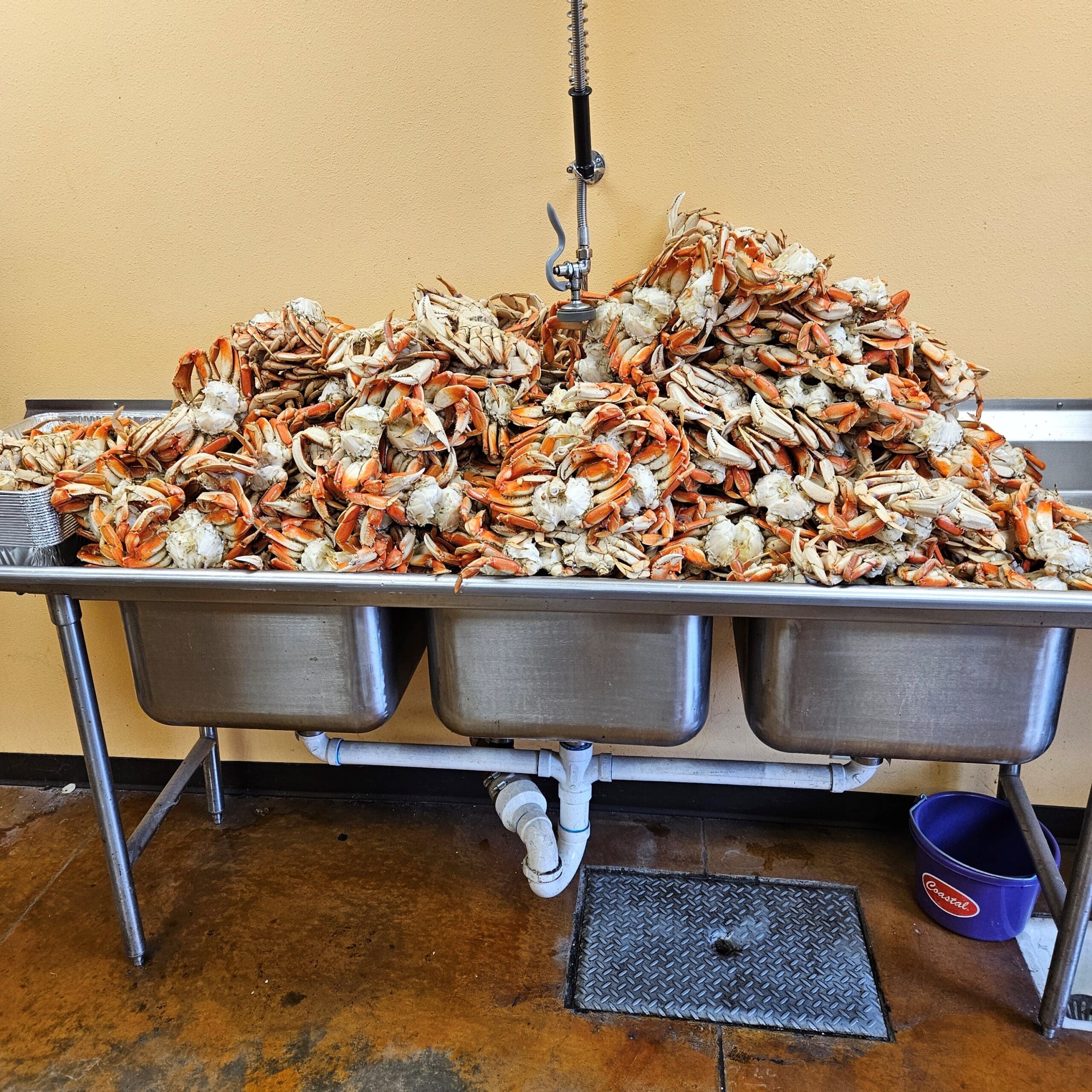 Rotary Crab Crack: Bigger, Bolder, Better in 2025! - Rotary Club of ...